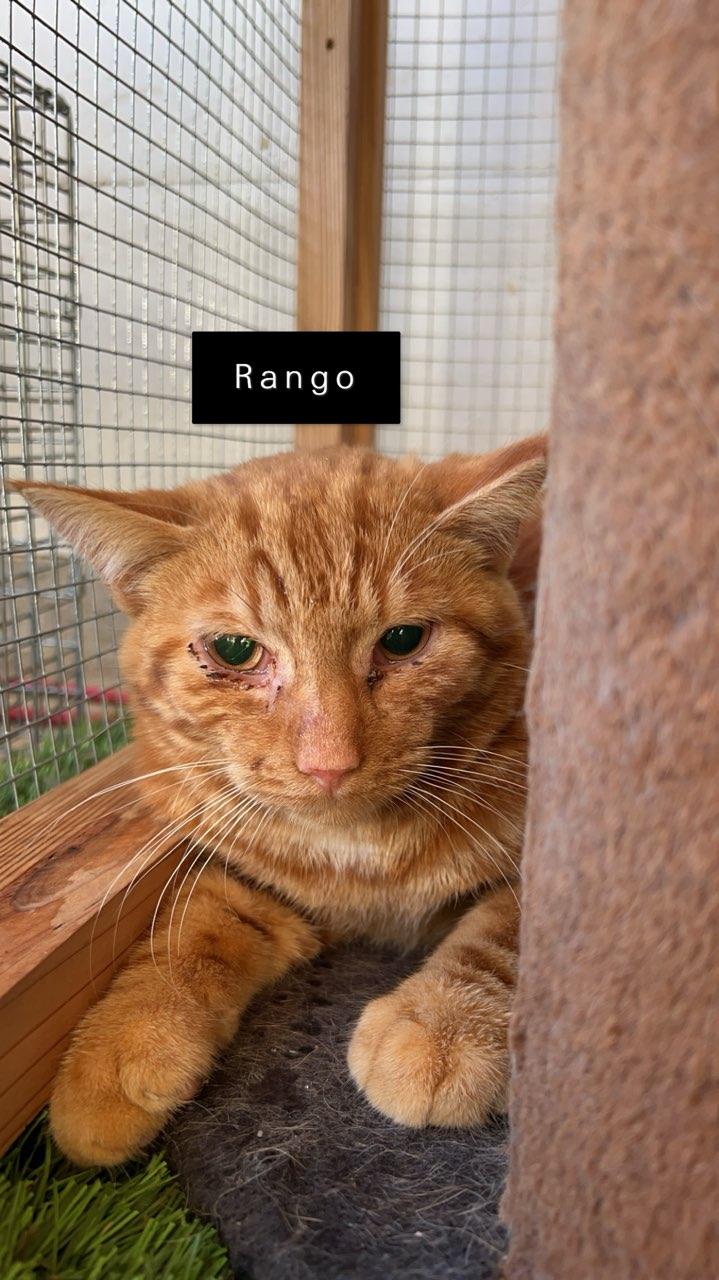 CataHome Feline Sanctuary - The Cats We Save