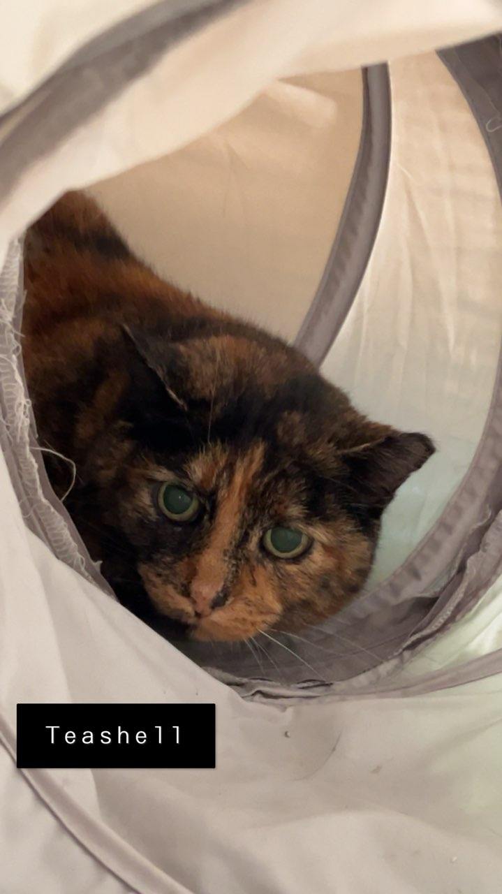 Those We Save – CataHome Feline Sanctuary