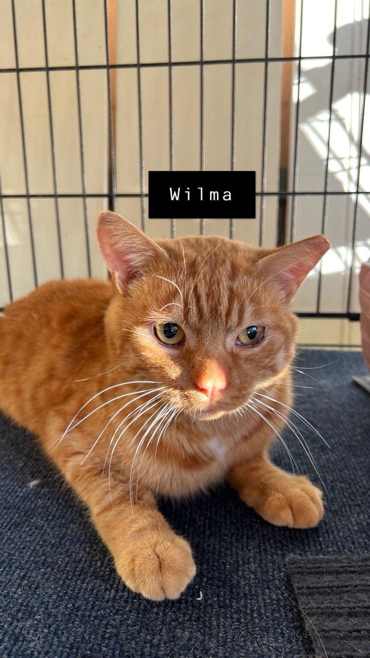 CataHome Feline Sanctuary - The Cats We Save